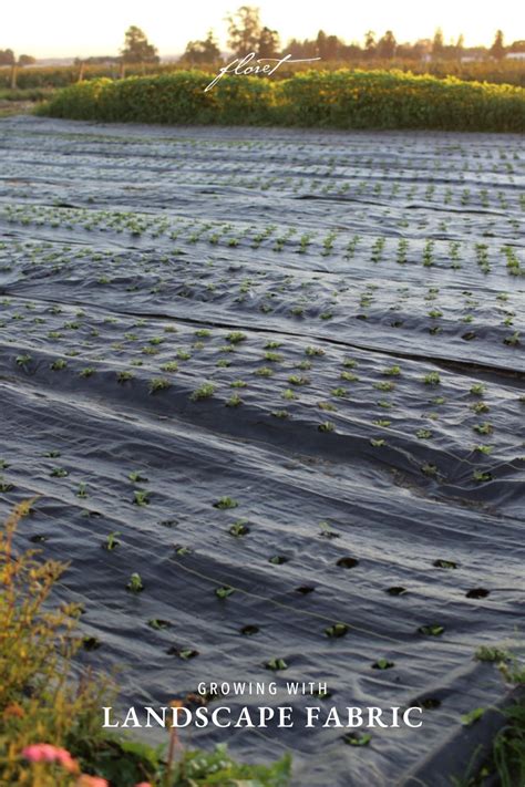 How To Keep Aphids Out Of Your Organic Garden Artofit