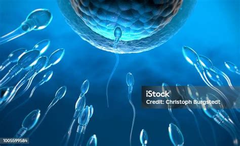 계란 세포를 향해 수영 하는 투명 한 정자 세포의 3d 그림 난자에 대한 스톡 사진 및 기타 이미지 난자 달걀 정자 Istock