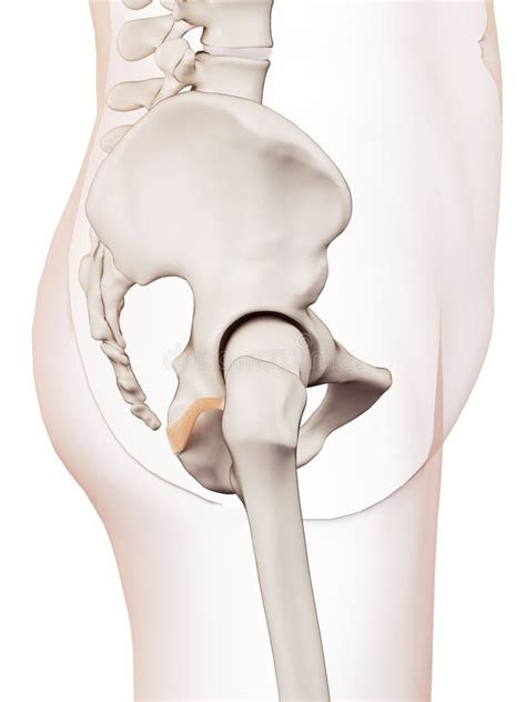 The Inferior Gemellus Stock Illustration Illustration Of Health 57548198