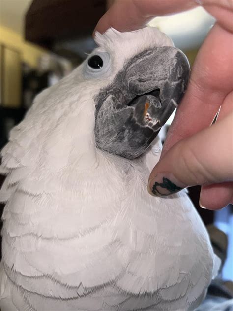 Cockatoo Beak Peeling Rparrots