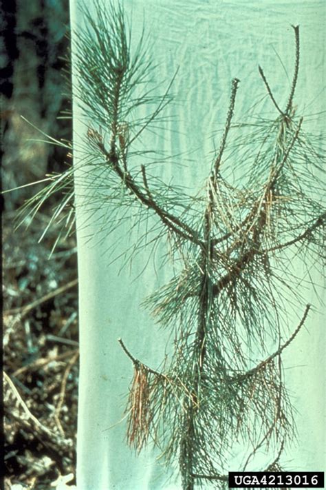 Scleroderris Canker Of Pine And Spruce Gremmeniella Abietina