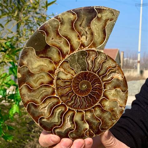 Breathtaking Ammonite Ammonite Fossil Pair With Calcite Catawiki