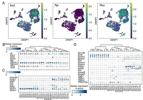 Single Cell Rna Sequencing Analysis Of Mouse Follicular Somatic Cells†