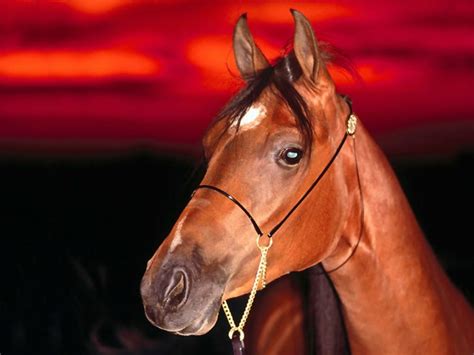 tete de cheval
