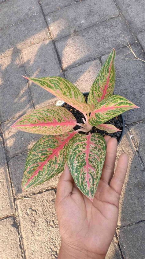 Aglaonema Red Legacy #77889, Furniture & Home Living, Gardening, Plants ...