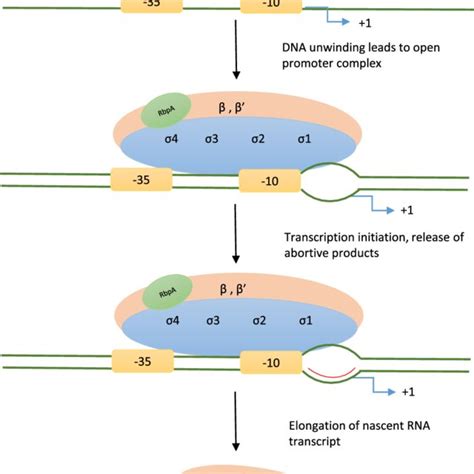 Schematic Overview Of Transcription Cycle In Bacteria Download Scientific Diagram