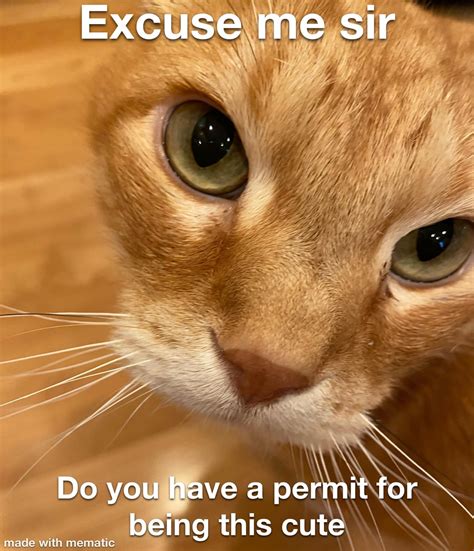 Heres My Cat With Peanut Whiskers In A Meme I Made Of Him D R
