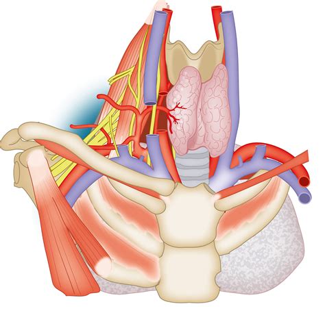 Slagter Drawing Superior Thoracic Aperture And Thoracic Outlet Syndrome Tos No Labels