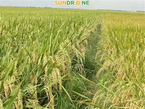 Giống Lúa St25 Đặc Điểm Năng Suất And Cách Trồng Hiệu Quả Giống Lúa St25 Đặc Điểm Năng Suất And Cách Trồng Hiệu Quả