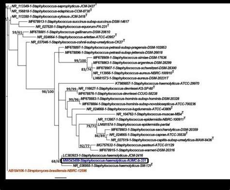 Phylogenetic Tree Generated From Mp Analysis The Neighbor Joining Tree Download Scientific