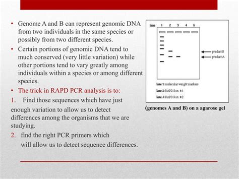 Random Amplified Polymorphic Dna Rapd Pptx