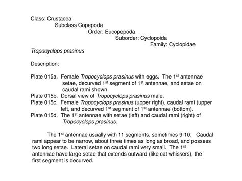 Ppt Class Crustacea Subclass Copepoda Powerpoint Presentation Free Download Id6931454
