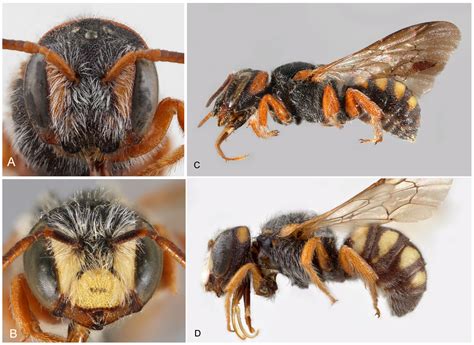Cryptic And Non Cryptic Diversity In Cleptoparasitic Bees Of The Genus