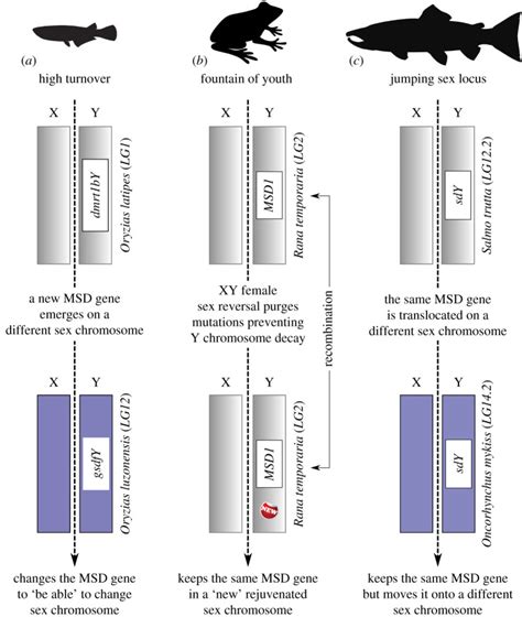 Lessons From An Unusual Vertebrate Sex Determining Gene PMC