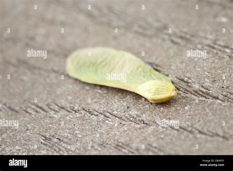 A Close Up Image Of A Maple Seed Pod Also Known As A Samara The Image Highlights The Unique