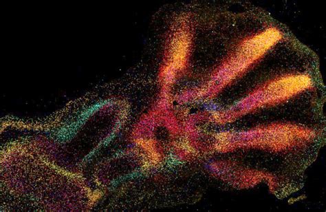 High Throughput Spatial Genomics