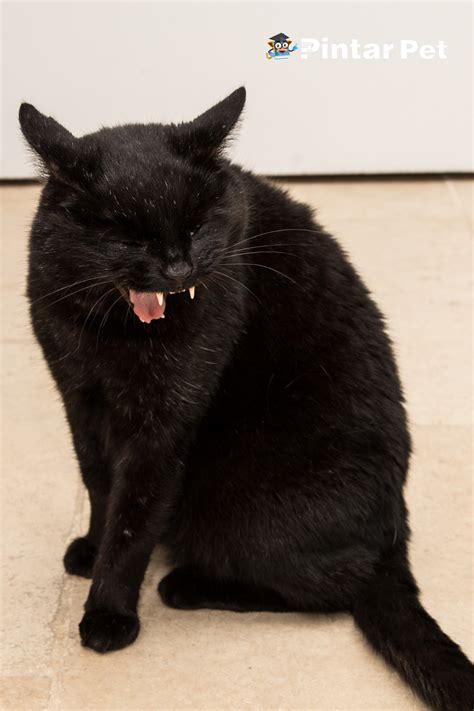 Kenapa Kucing Muntah Air Karterminpage