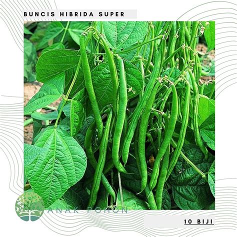 Benih Bibit Biji Buncis Super Kualitas Unggulan Lokal 10 Biji Shopee Indonesia