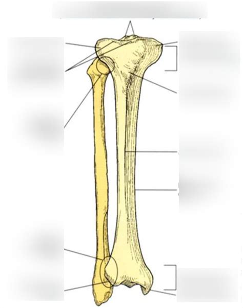 Rtca 141 Week 2 Tib Fib Knee Distal Femur Tibia Fibula Anatomy