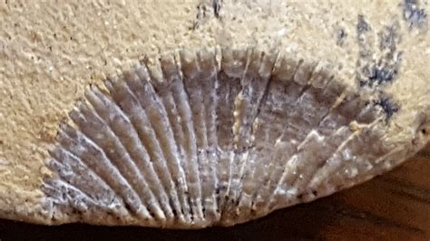 Is This A Brachiopod Fossil Id The Fossil Forum