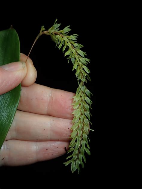 Dendrochilum Orchidaceae