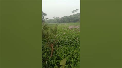 টগর ফুল Youtube