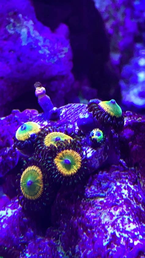 Zoanthid Issue Help Identify Reef2reef