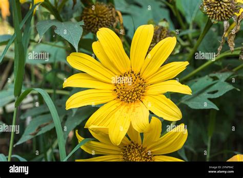 Flower Of A Tree Marigold Tithonia Tubaeformis A Large Flowering