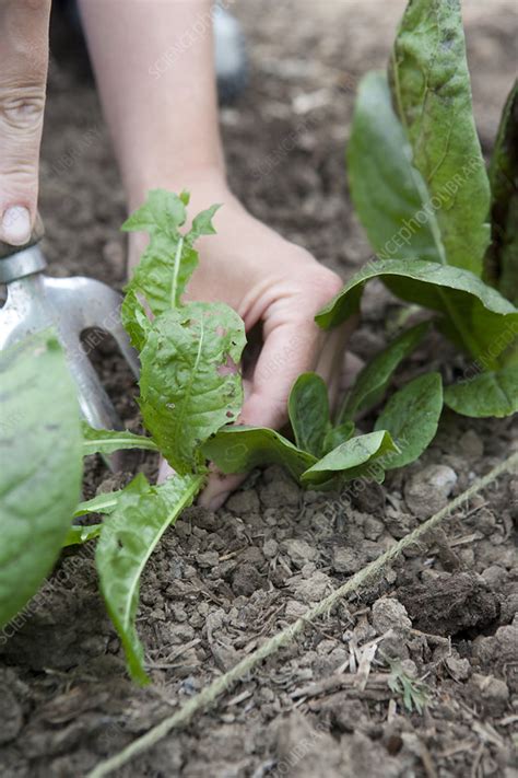 Using Hand Fork To Remove Plant Stock Image C053 3427 Science Photo Library