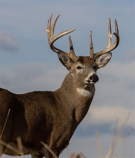 Douglas F Osgood Obituary March 26 2025 Rochester Cremation