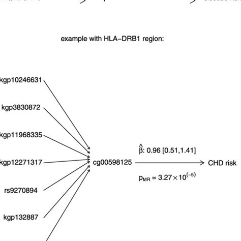 Two Sample Mendelian Randomization Based On Mqtl Results And Chd Gwas2