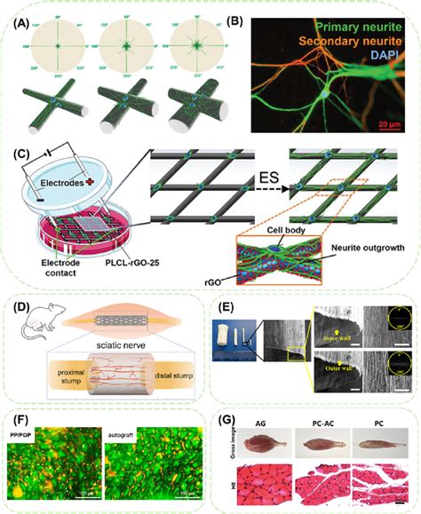The Application Of Conductive Fibers In Nerve Regeneration And Repair Download Scientific