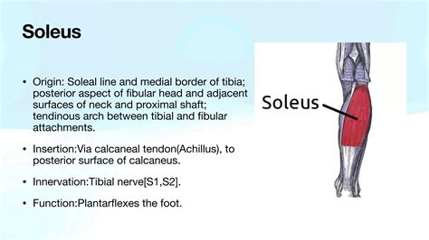 Lower Limb Muscles Presented By Dr Abedalelah Pdf