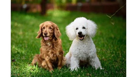Cocker Spaniel Standard Poodle Mix 101 Dog Product Picker
