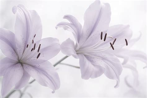 Laptop Wallpaper Lilies Nel 2025 Sfondi Ipad Tumblr