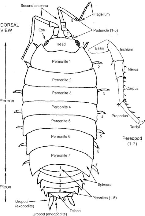 Lab 6 Taxonomy Biol 123 Lab Manual