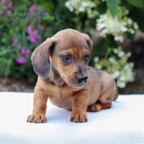 Dachshund Puppies For Sale Infinity Pups