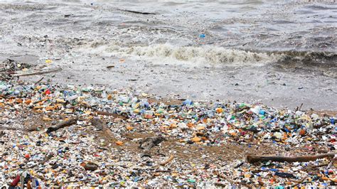 Squid Bone Sponge Could Stop Microplastics From Choking Waters