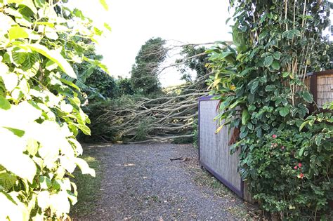 Tree Risk Assessment ClimbingHI