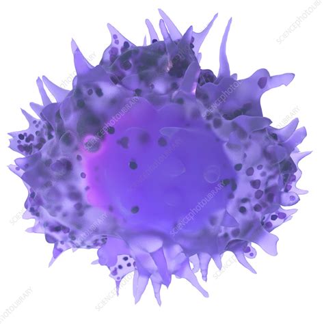 Lymphocyte Illustration Stock Image C0562991 Science Photo Library