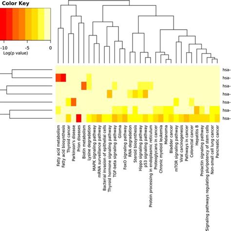Hierarchical Cluster And MiRNA KEGG Pathways Heat Map Among 7 MiRNAs