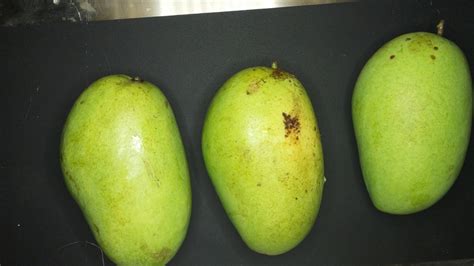 mango sorting instance segmentation dataset and pre trained model by