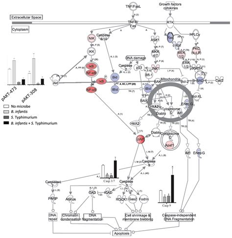 Frontiers The Yin And Yang Of Pathogens And Probiotics Interplay