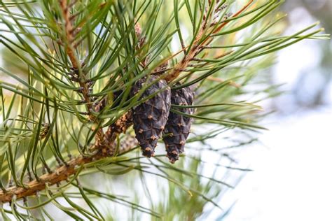 Premium Photo Cones On A Pine Tree In Closeup