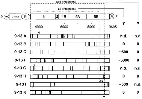 Sequence Analysis Of Hcv Polyproteins Recloned From Cell Line 9 13 And