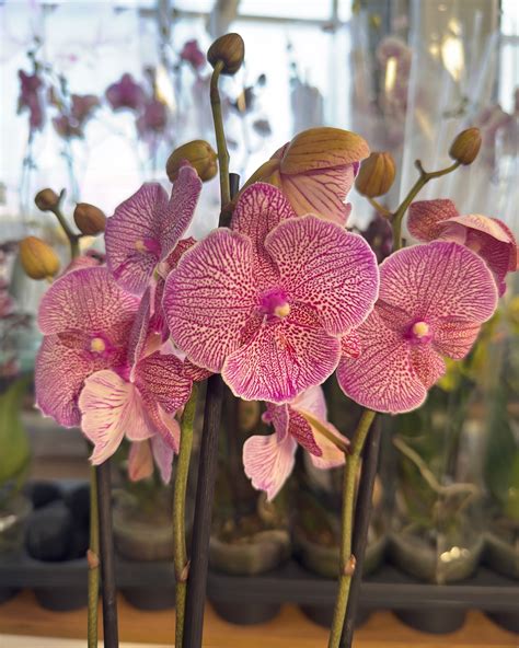 Орхідеї Київ Відправка по всій Україні пакування БЕЗКОШТОВНЕ Orchids Kyiv • Instagram