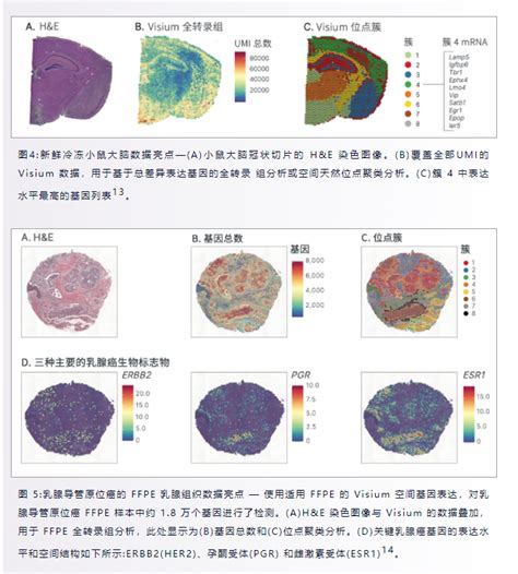 小白必看！空间转录组入门指南 测试狗·科研服务