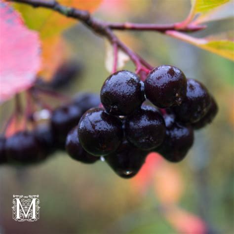 Marjapihlonia Marja Aronia Viking Mustila Puutarha