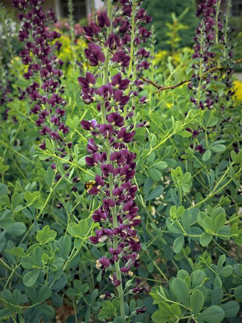 Baptisia Variicolor Indigo Twilite Prairie Blues Ferri Seeds