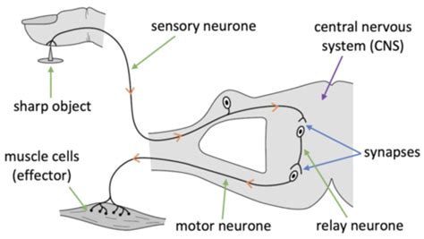 Homeostasis Human Nervous System Flashcards Quizlet